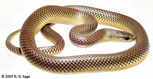 (Paraphimophis) - Snakes and Lizards