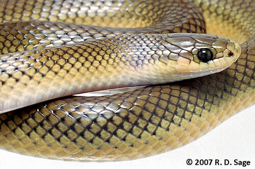 (Paraphimophis) - Snakes and Lizards