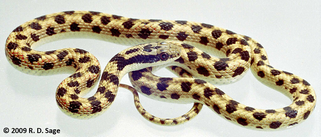 Arrow Ground Snake from Zapala Department, Neuquen, Argentina on ...