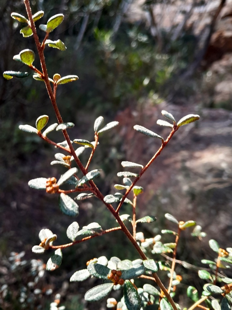 alpine Phebalium from Hassans Walls Reserve Lithgow NSW 2790, Australia ...