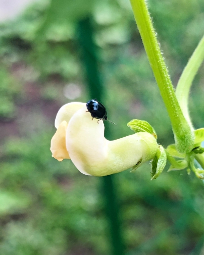 Nonarthra cyanea from 新田小金井町 on July 2, 2023 by およよ · iNaturalist