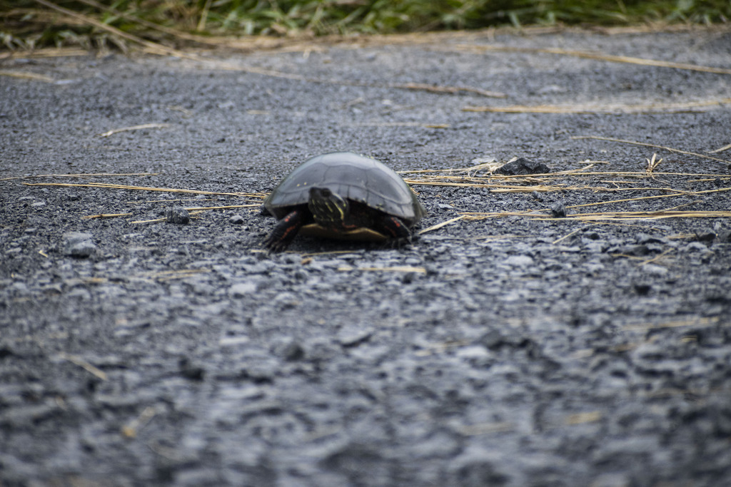 Painted Turtle from 3395 US-20, Seneca Falls, NY 13148, USA on July 1 ...