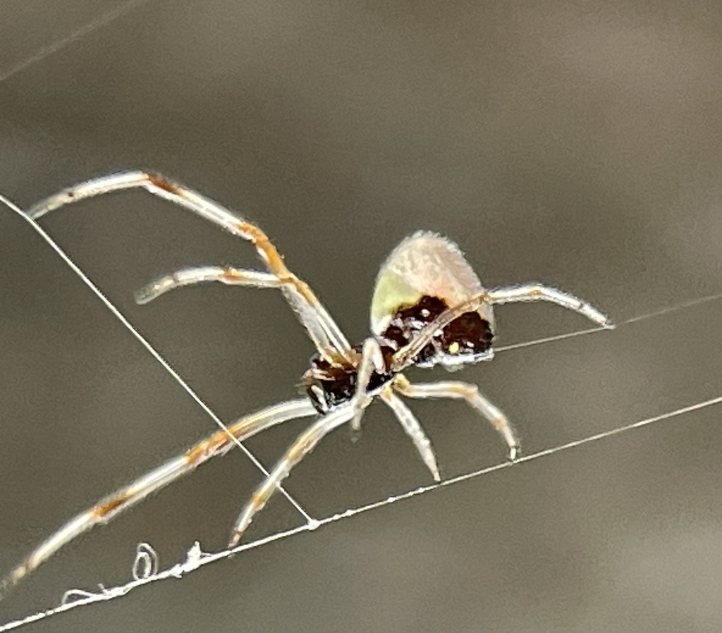 Dewdrop Spiders from Malanda Millaa Millaa Rd, Millaa Millaa, QLD, AU ...