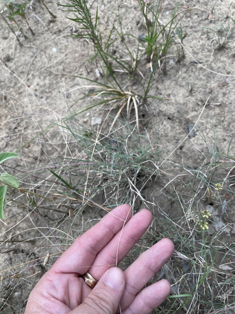 Tumblegrass from Kodiak Ct, Arlington, TX, US on July 1, 2023 at 06:19 ...