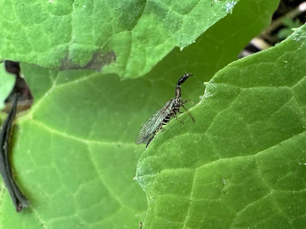 Common Snakeflies from Santa Clara County, CA, USA on July 1, 2023 at ...