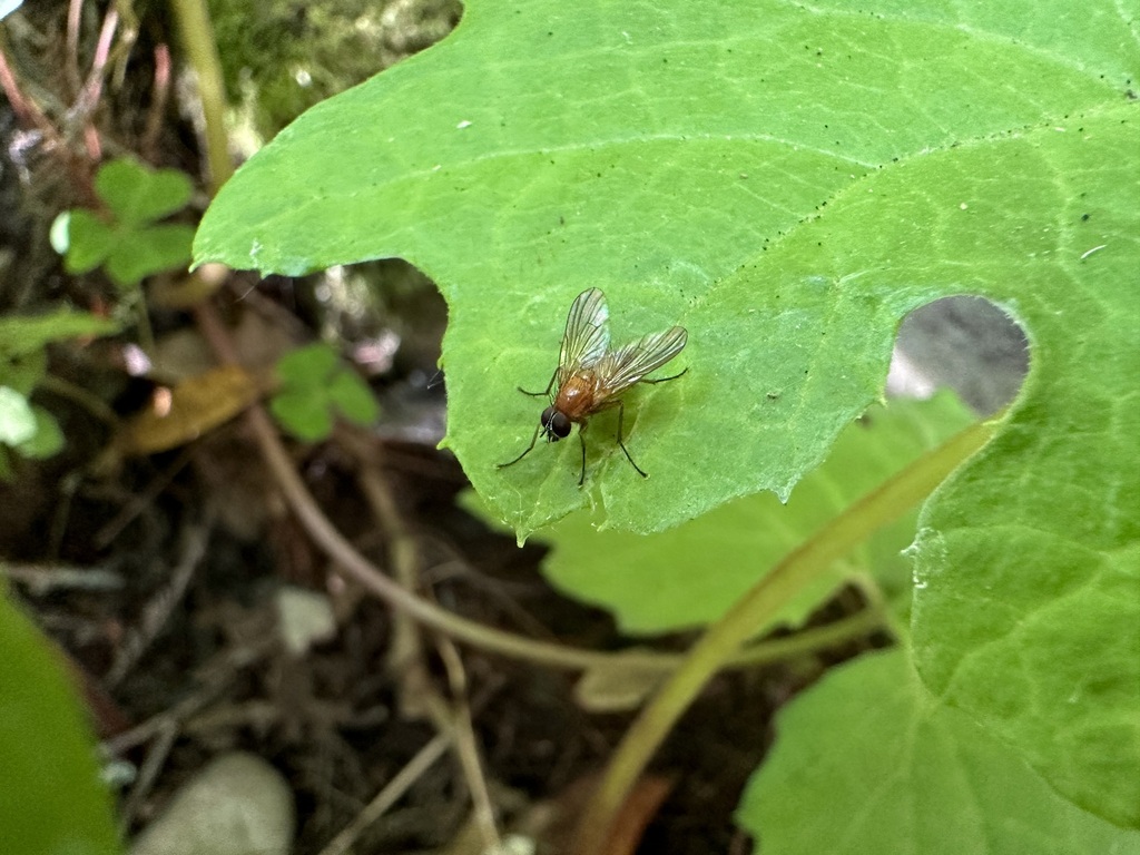 Muscoid Flies from Santa Clara County, CA, USA on July 1, 2023 at 10:09 ...