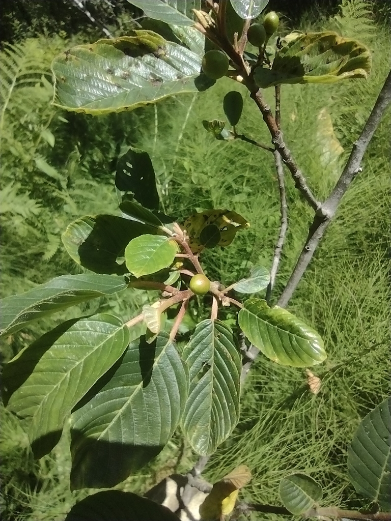 Cascara in July 2023 by Mark Conner. Growing out from under a holly ...