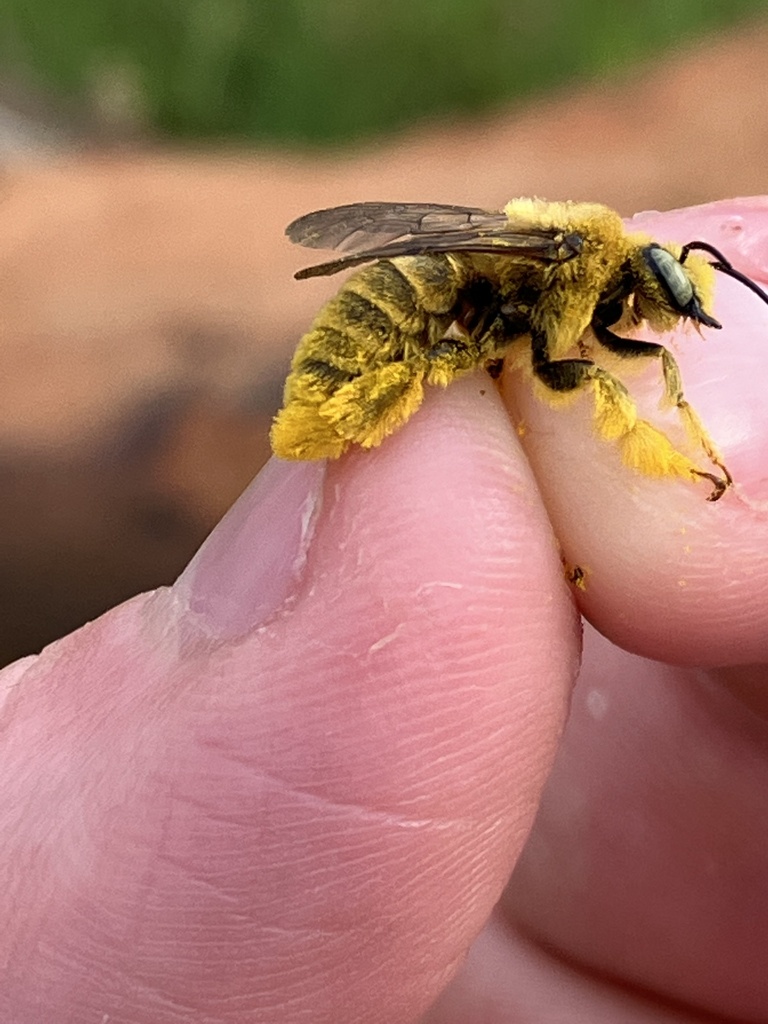 Sunflower Chimney Bee in July 2023 by samwilhelm · iNaturalist