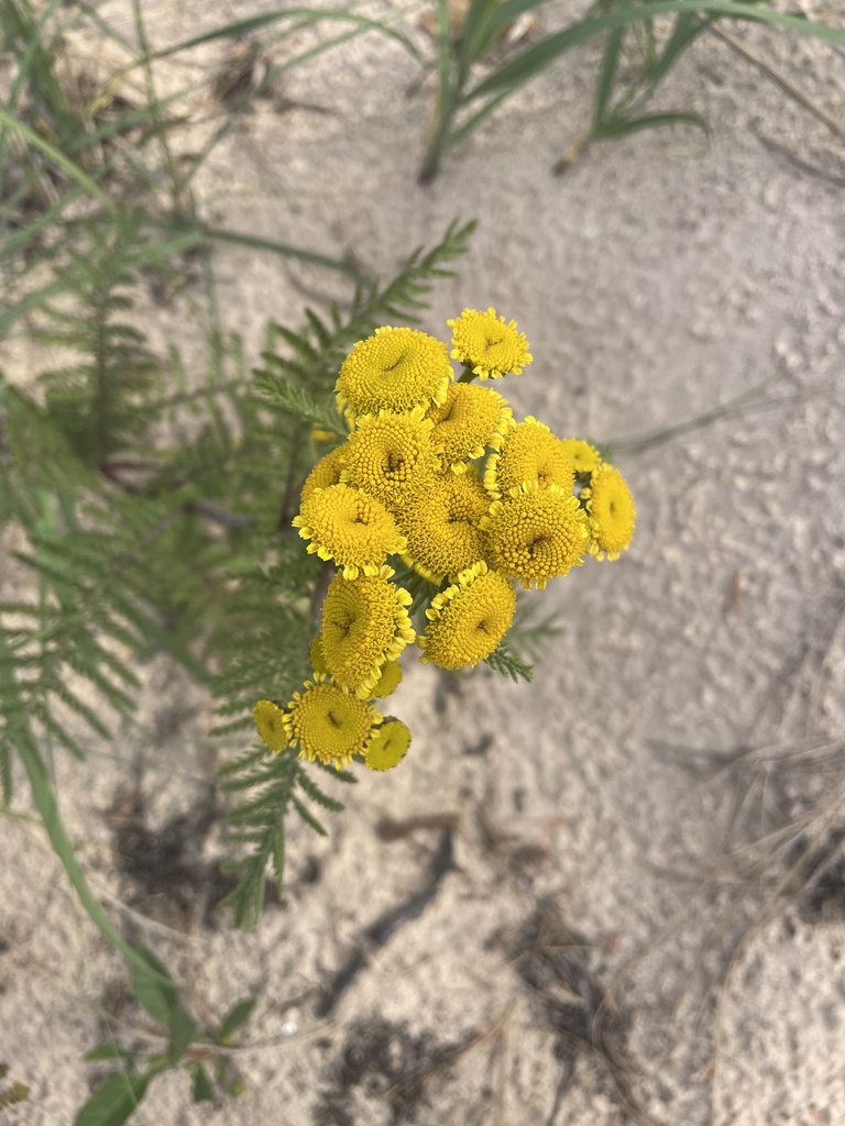 Lake Huron Tansy in July 2023 by William Samojeden · iNaturalist