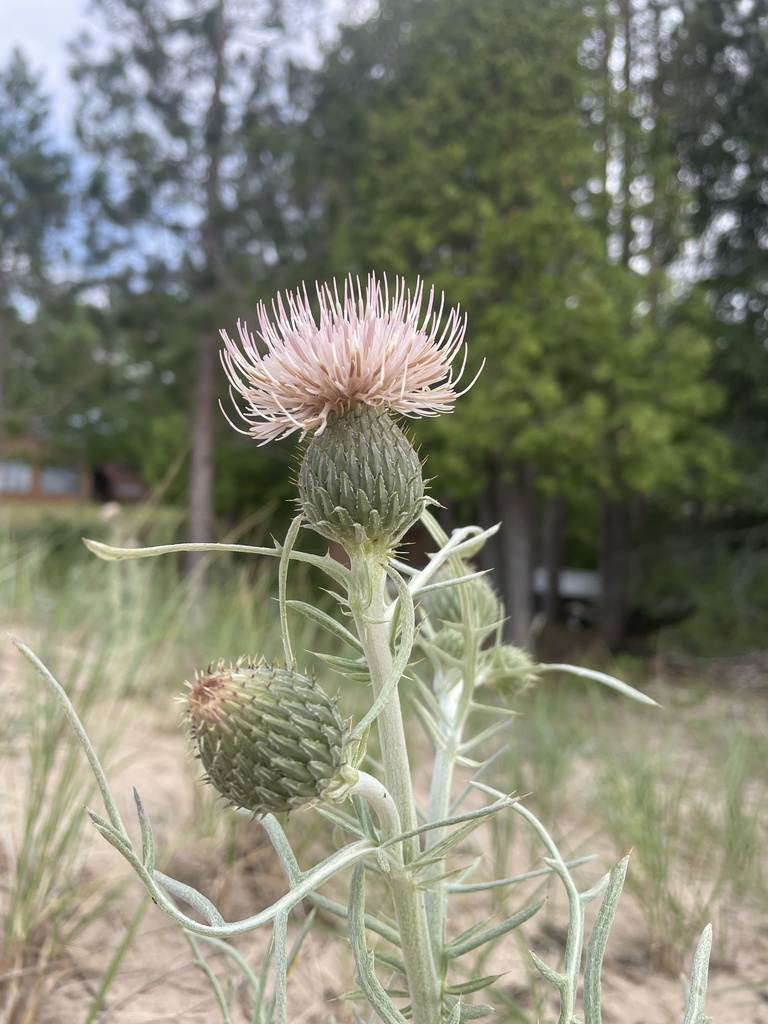 Pitcher's thistle in July 2023 by William Samojeden · iNaturalist