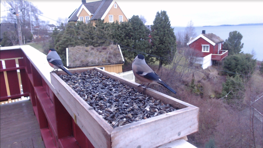 Eurasian Bullfinch from Saxeborgvegen, Malvik, Norway on December 27 ...