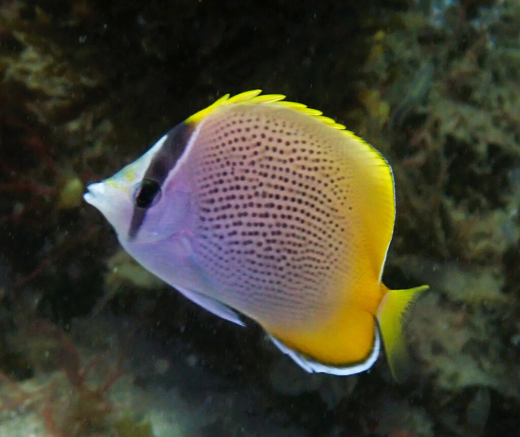 Gunther's Butterflyfish from Port Stephens NSW 2319, Australia on June ...