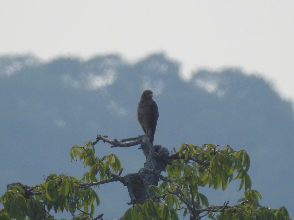 Roadside Hawk from Agua Dulce, Ver., México on June 11, 2023 at 08:16 ...