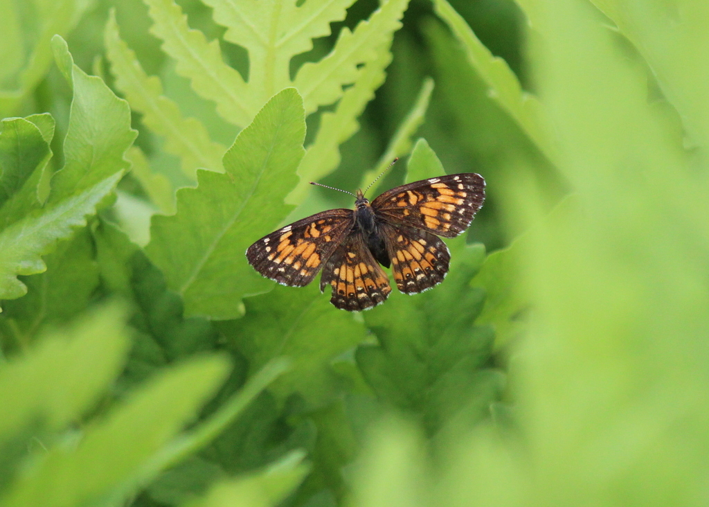 Harris's Checkerspot from Springfield, NH, USA on June 29, 2023 at 09: ...