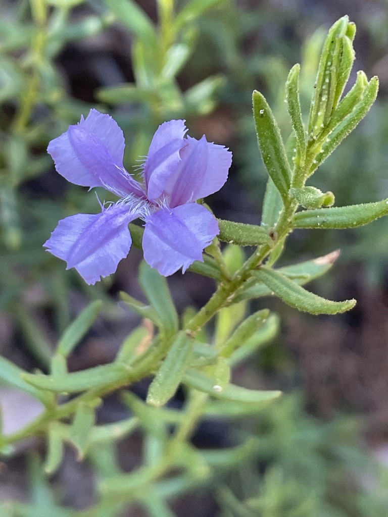 Purple Coopernookia from Guula Ngurra National Park, Canyonleigh, NSW ...