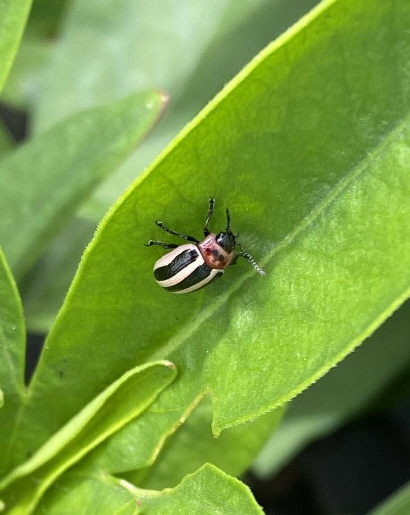 Coreopsis Beetle from Yamhill County, OR, USA on June 30, 2023 at 10:23 ...