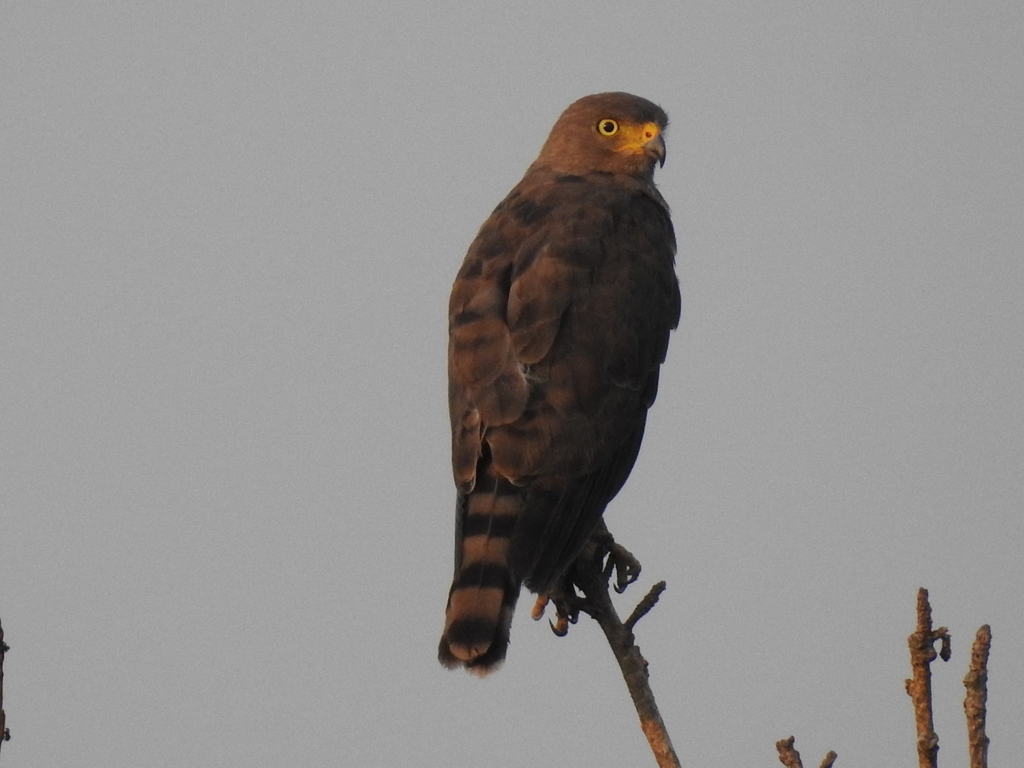 Roadside Hawk from Agua Dulce, Ver., México on June 15, 2023 at 06:03 ...