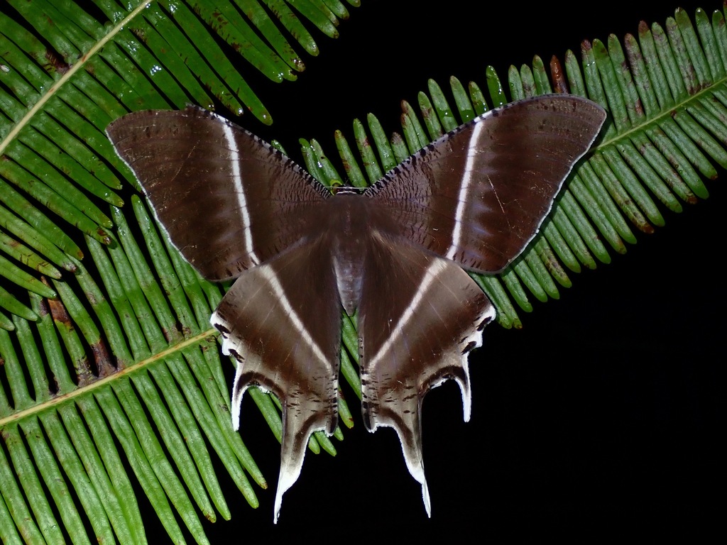 Tropical Swallowtail Moth from Pahang #1, Malaysia on April 15, 2023 at ...
