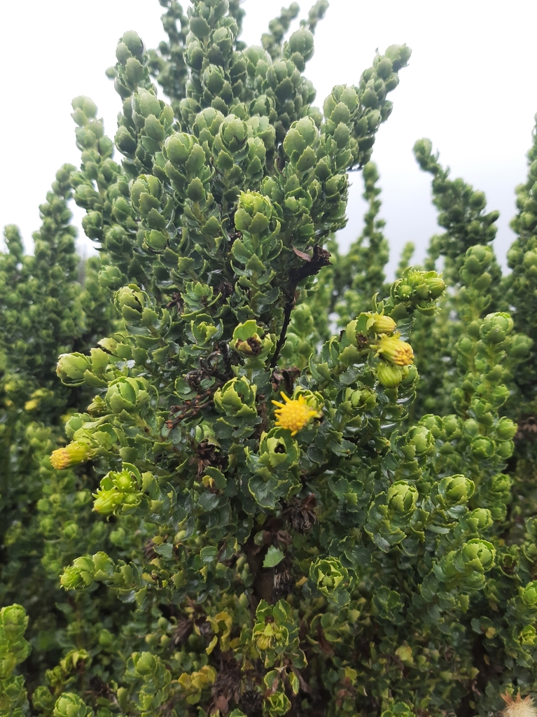 Baccharis caespitosa from FQ5Q+7V7, Ecuador on June 29, 2023 at 09:55 ...