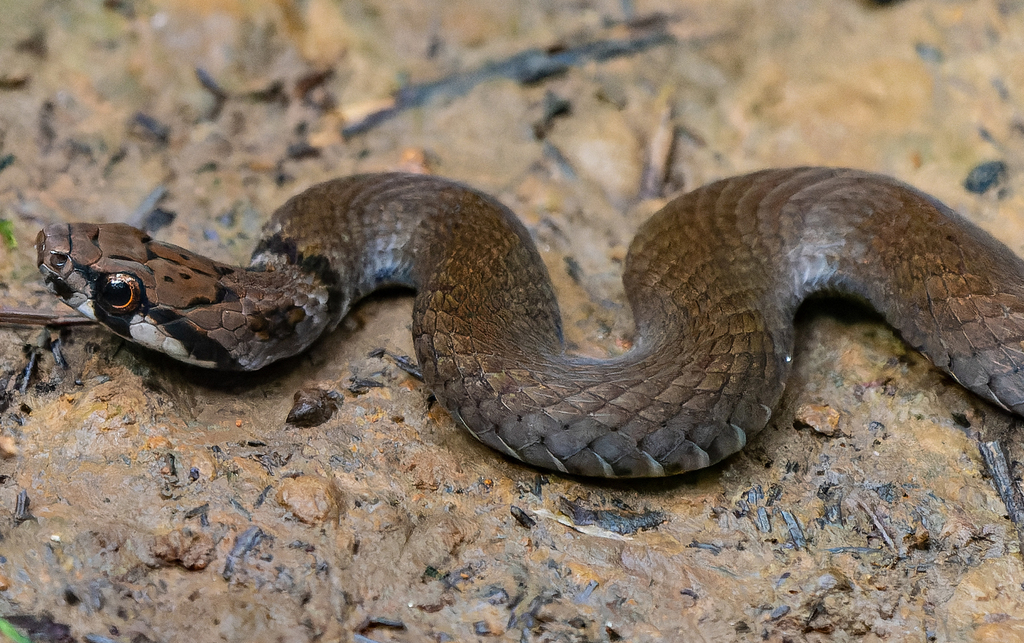 Painted keelback from Varirata NP, Papua New Guinea on June 4, 2023 at ...