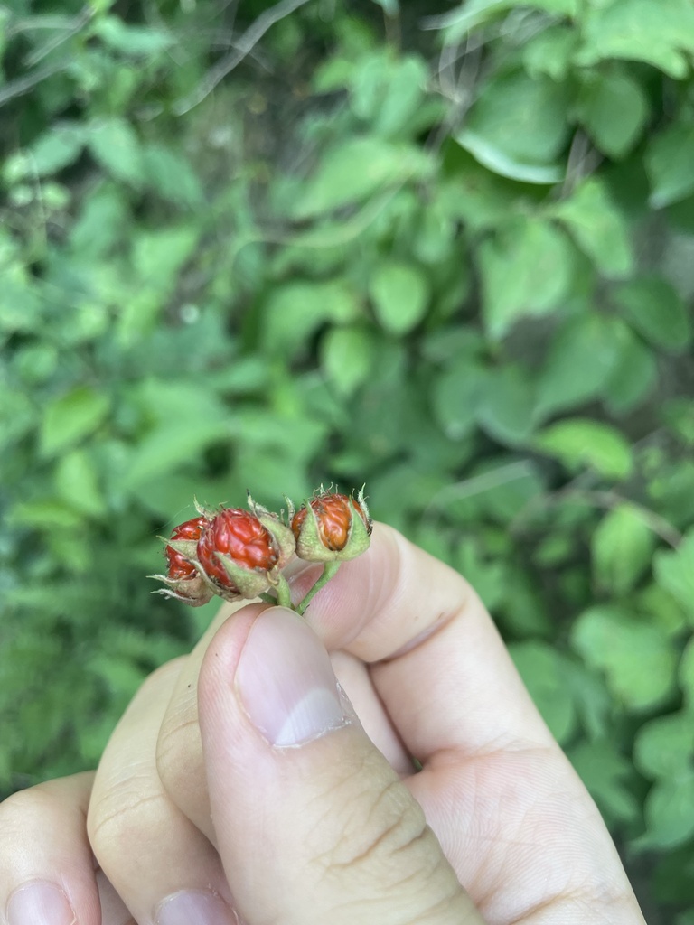Korean Raspberry from 海淀区, 北京市, CN on July 2, 2023 at 07:14 AM by Jane ...