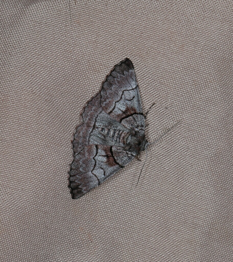 Geometer Moths from Mission River QLD 4874, Australia on May 26, 2023 ...