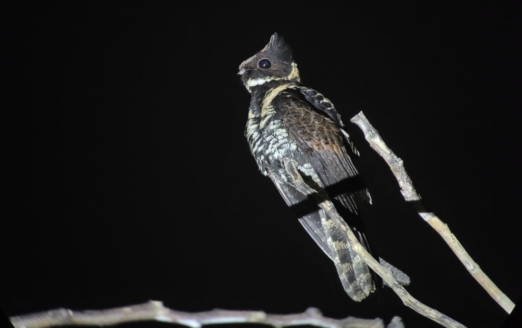 Great Eared Nightjar from Subic Bay on April 3, 2023 at 09:11 PM by ...