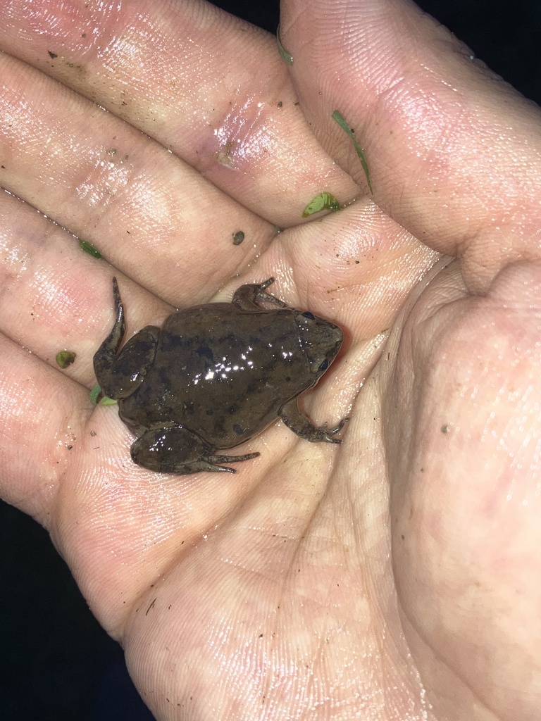 Eastern Narrow-mouthed Toad from Shelby Bottoms Park, Nashville, TN, US ...