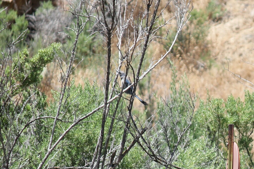 Woodhouse's Scrub-Jay from Rio Blanco County, CO, USA on June 24, 2023 ...
