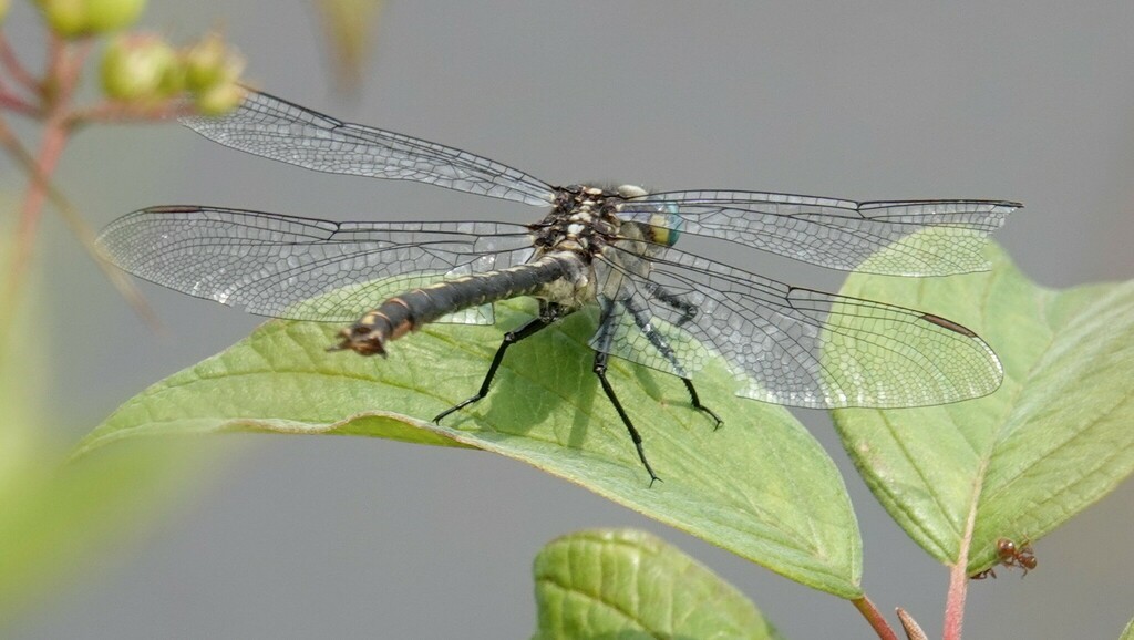 Horned Clubtail from Kawartha Lakes, ON, Canada on July 1, 2023 at 01: ...