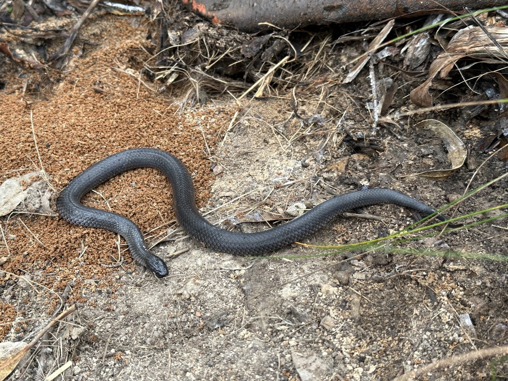 Small-eyed Snake in July 2023 by Tim Bawden · iNaturalist