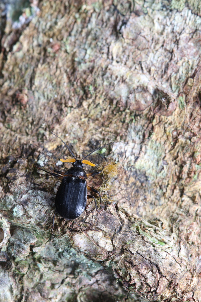 Water Penny Beetles from Fuzhou, CN-FJ, CN on May 14, 2023 at 08:07 AM ...
