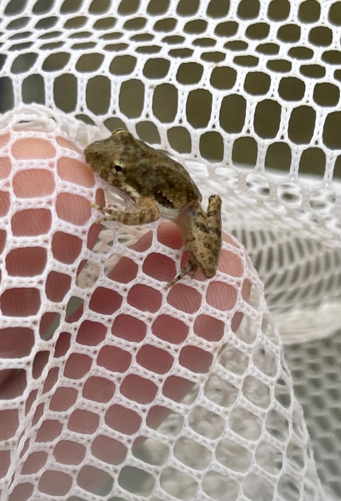 Blanchard's Cricket Frog from Llano, TX, US on July 1, 2023 at 07:14 PM ...