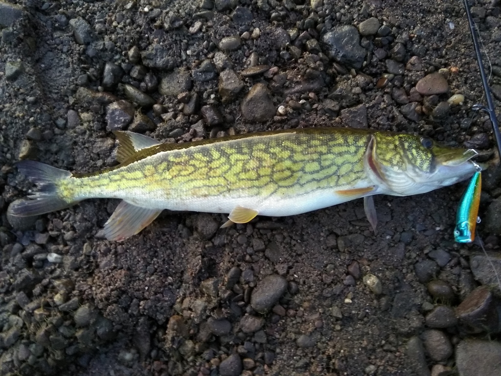 Chain Pickerel from New Brunswick, Canada on August 27, 2019 at 08:18 ...