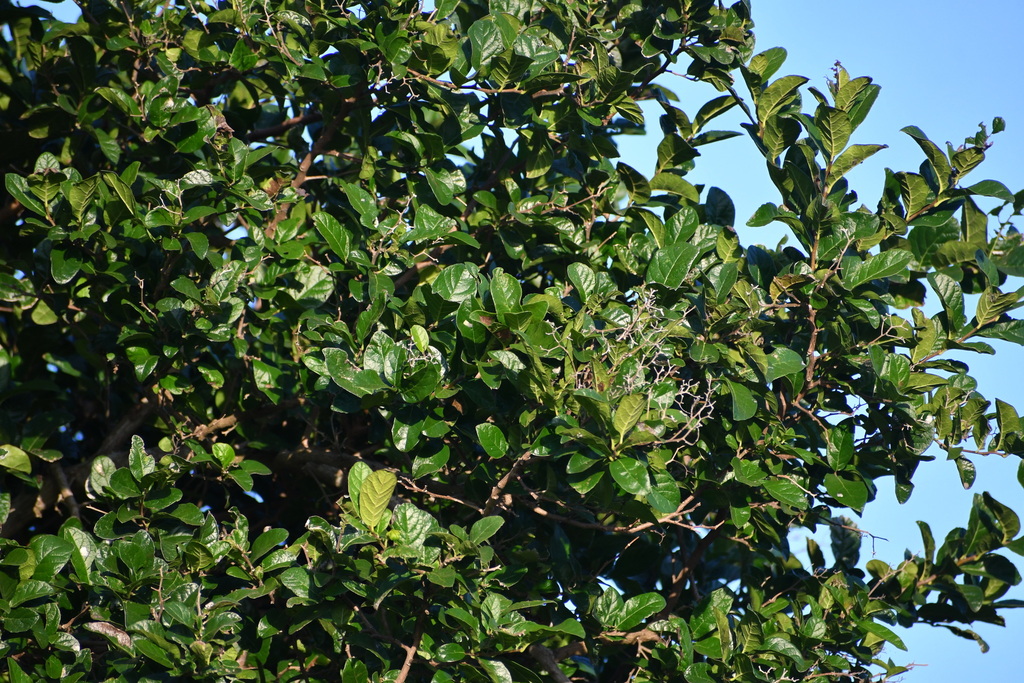 Anacua from South Side, Corpus Christi, TX, USA on July 1, 2023 at 07: ...