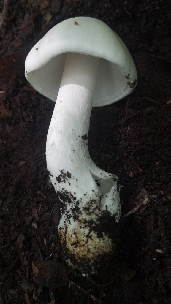 Amanita Sect. Phalloideae from Panajachel, Guatemala on July 1, 2023 at ...