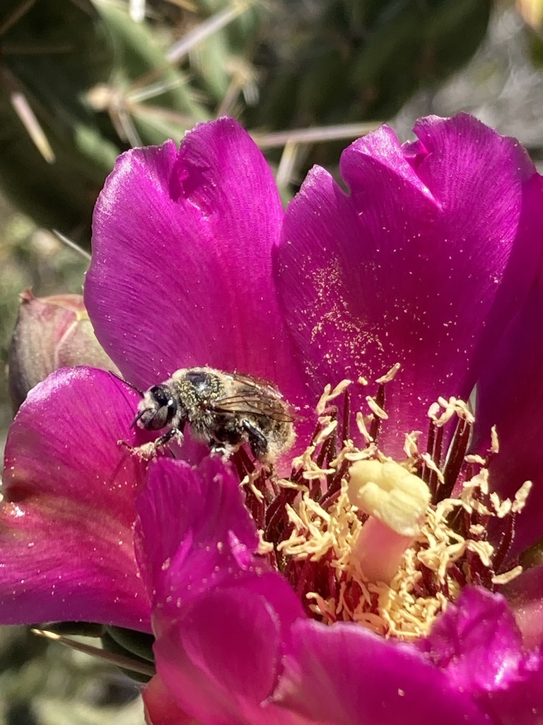 Cactus chimney bees from Cibola National Forest, Placitas, NM, US on ...