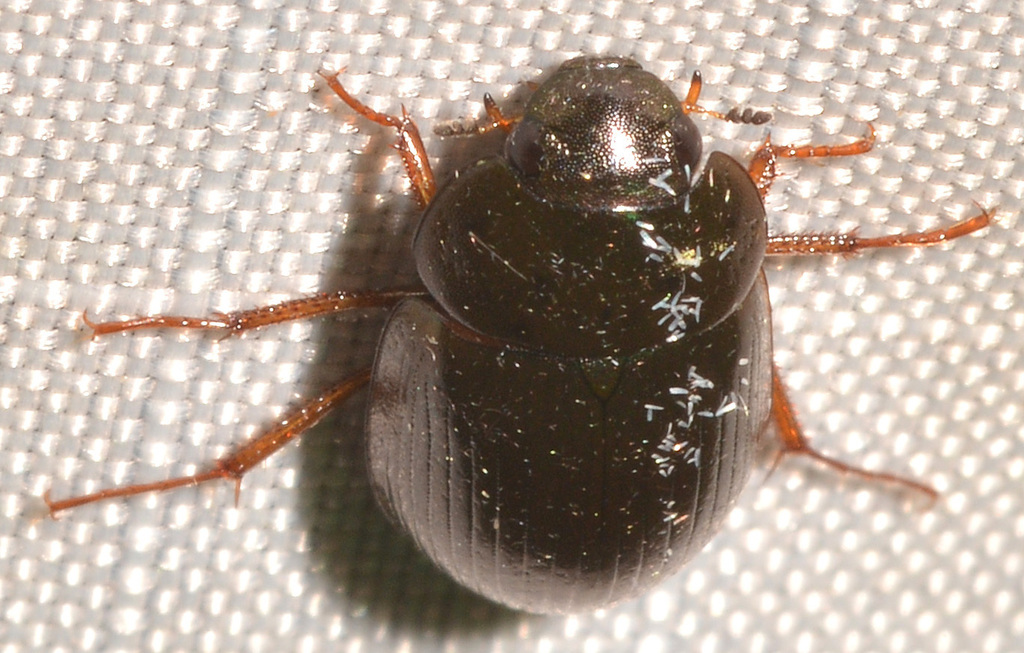 Hydrobius fuscipes from Hamden, CT, USA on June 30, 2023 at 10:48 PM by ...