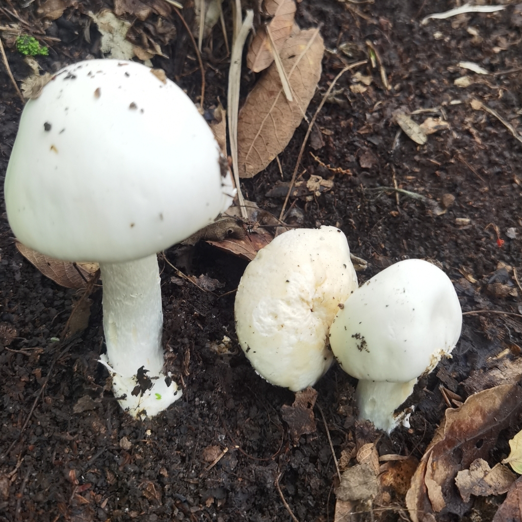 Amanita Sect. Phalloideae from Guatemala on July 1, 2023 at 01:49 PM by ...