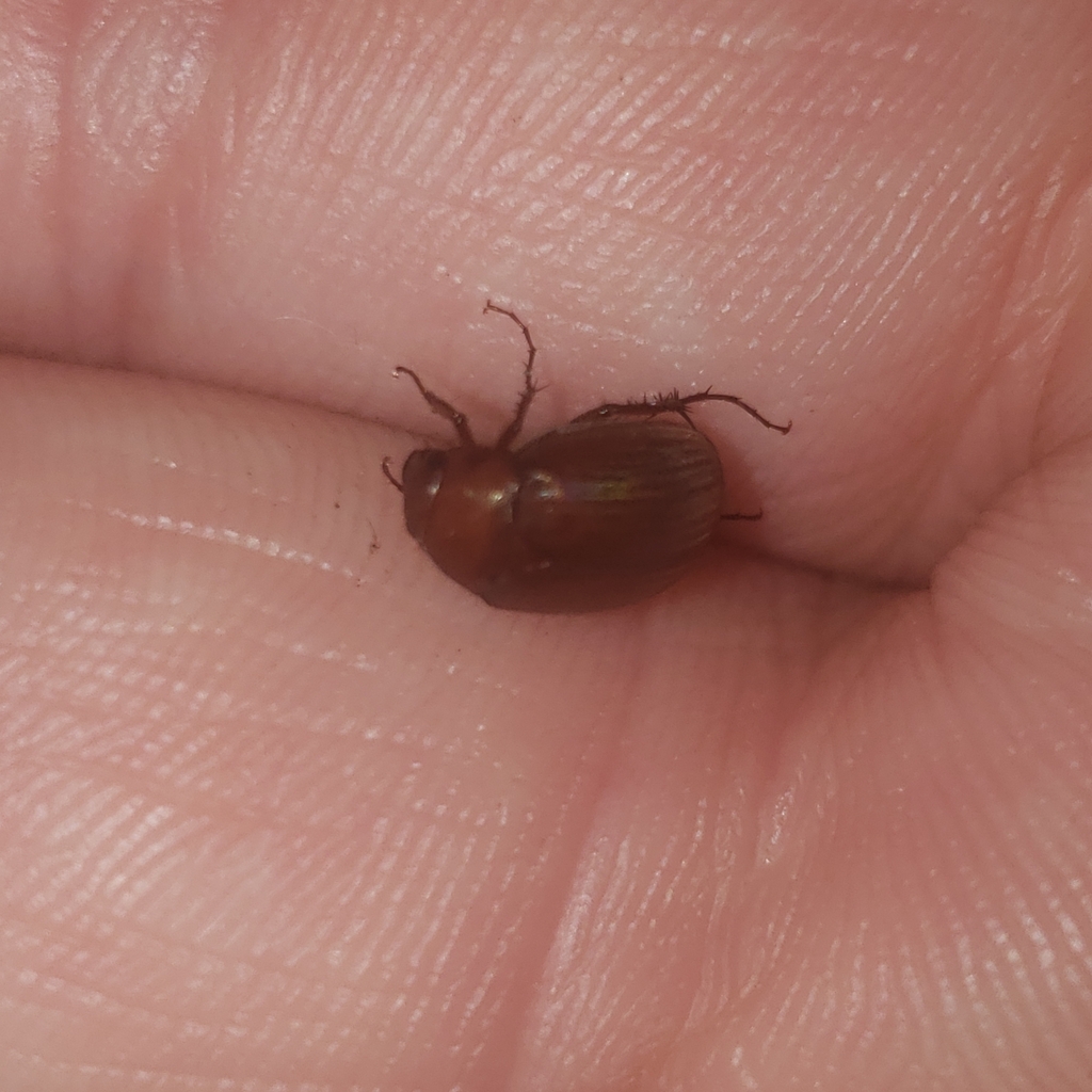 Asiatic Garden Beetle from Guilford Township, OH, USA on July 1, 2023 ...