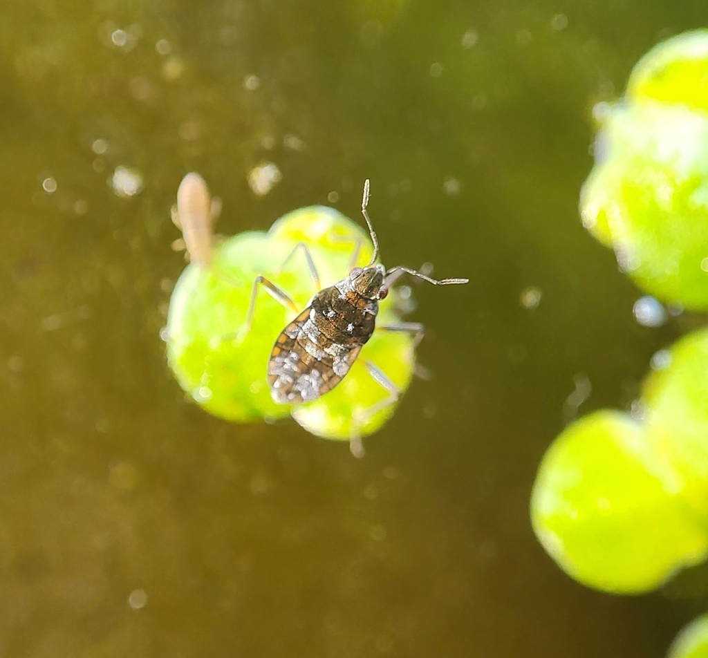 Microvelia americana from Bronx, NY 10464, USA on July 1, 2023 at 05:40 ...