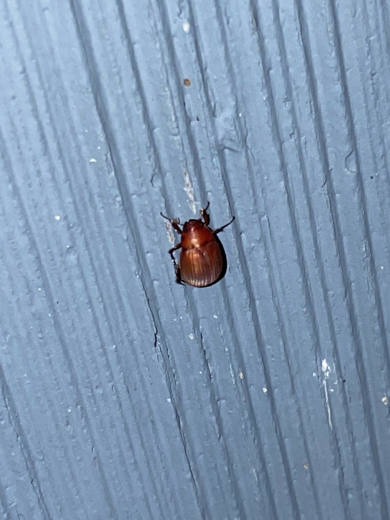 Asiatic Garden Beetle from W Laurel St, Georgetown, DE, US on July 1 ...