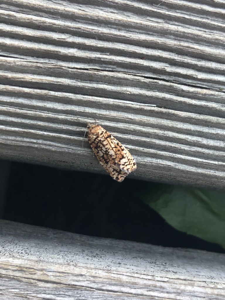 Jack Pine Budworm Moth from Thunder Bay, Unorganized, ON, CA on July 1 ...