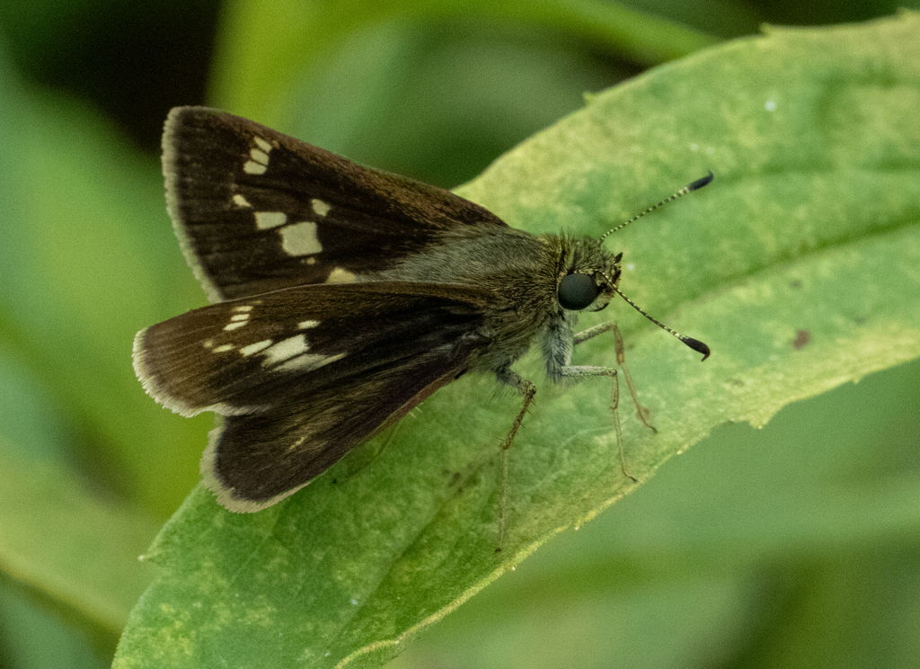 Little Glassywing from Audrey Carroll Sanctuary on July 1, 2023 at 07: ...