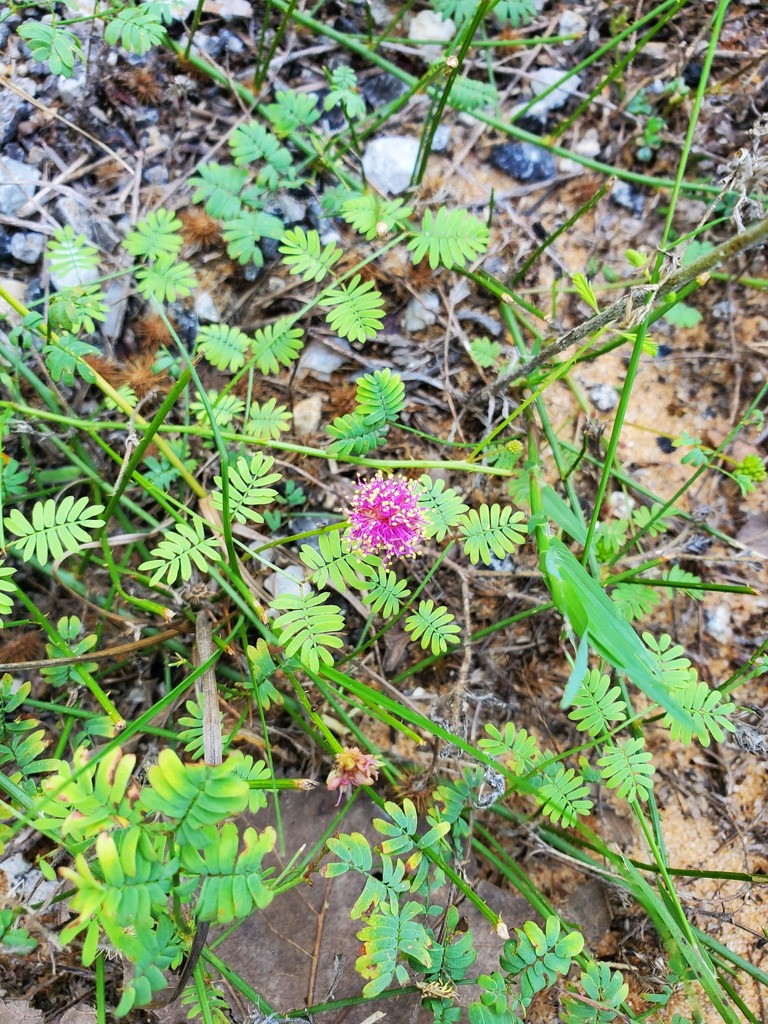 Kairn's Sensitive Briar from Guadalupe, Texas, United States on June 9 ...