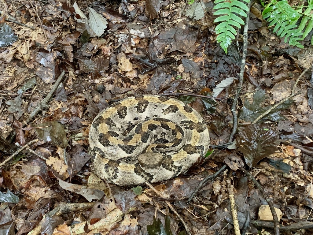 Timber Rattlesnake from Pleasantville, TN, US on September 19, 2021 at ...