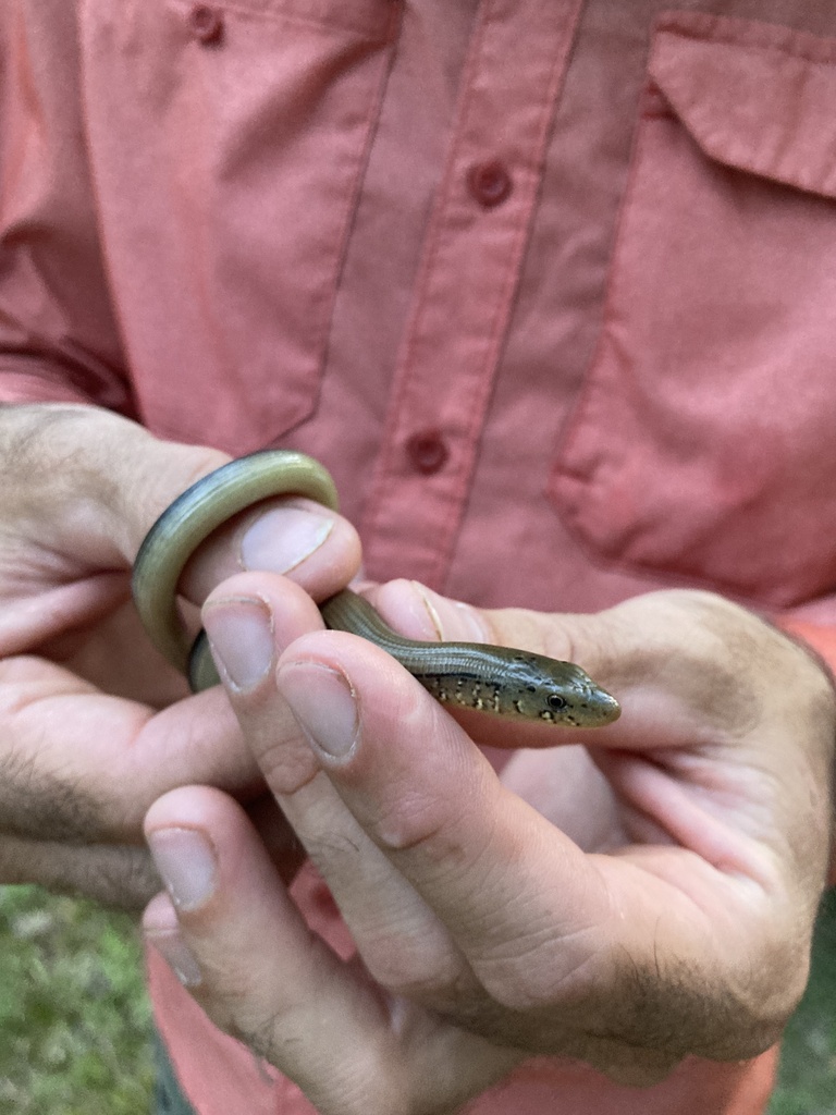 Eastern Glass Lizard in July 2023 by petekleinhenz · iNaturalist
