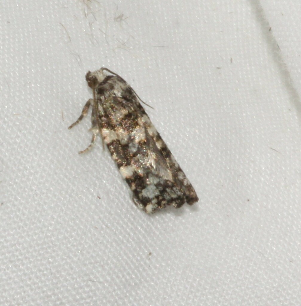 Spring Spruce Needle Moth from Mont-Joli, QC, Canada, 1101 rue Lussier ...