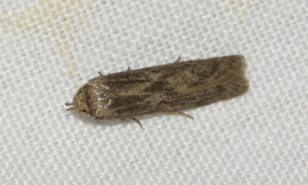 Blastobasis from Mont-Joli, QC, Canada, 1101 rue Lussier on July 1 ...