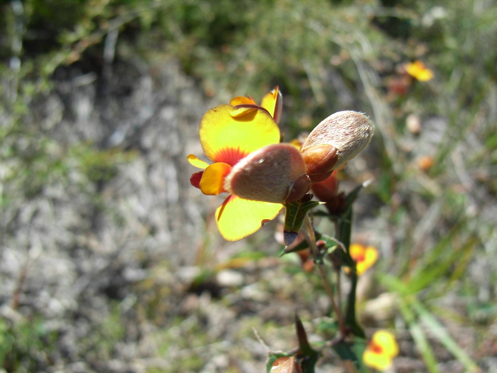 Common Flat-pea from French Island, Victoria, Australia on October 11 ...